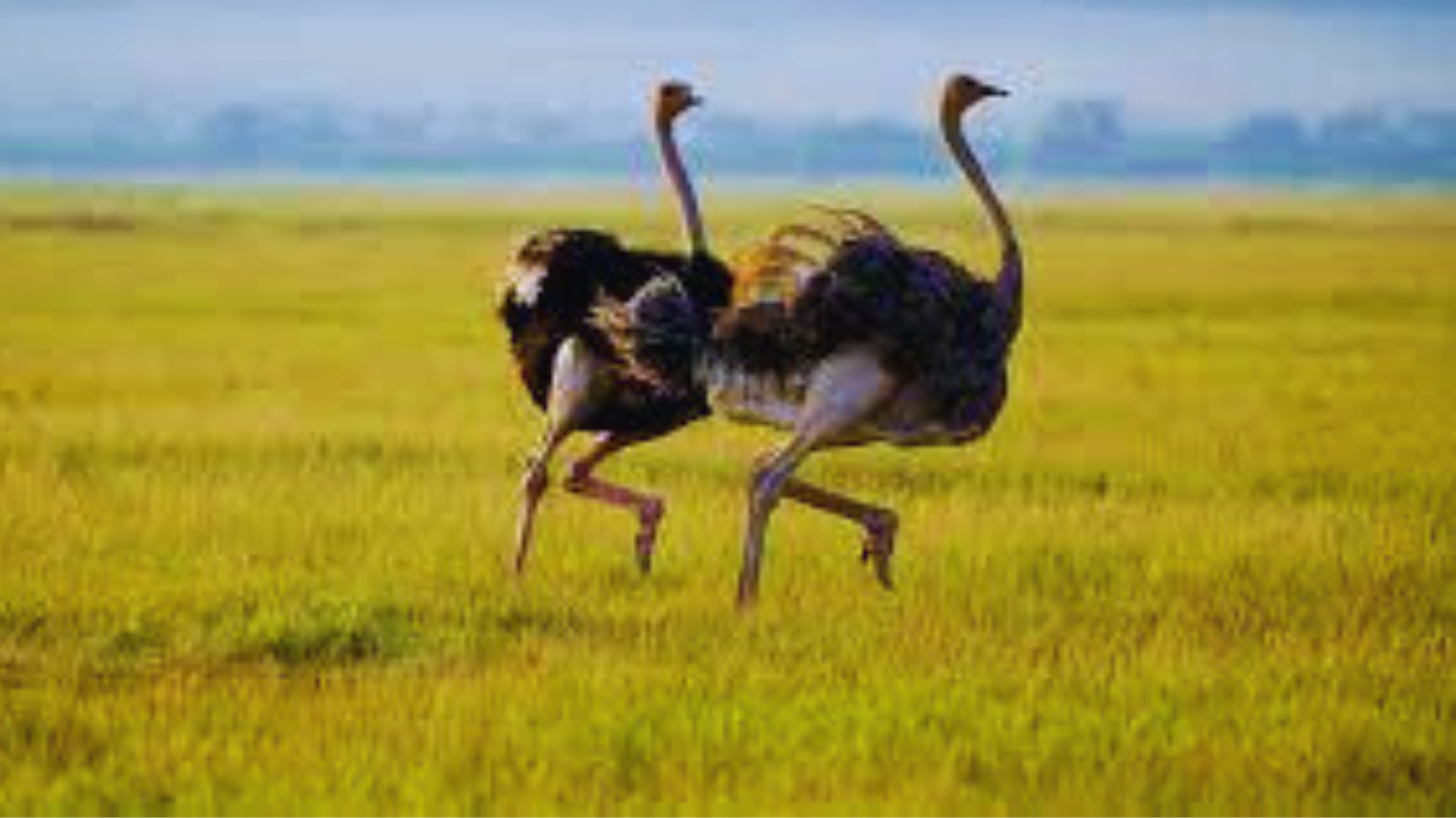 7 Rare African Bird Species That Will Leave You Speechless! - Chirper Birds