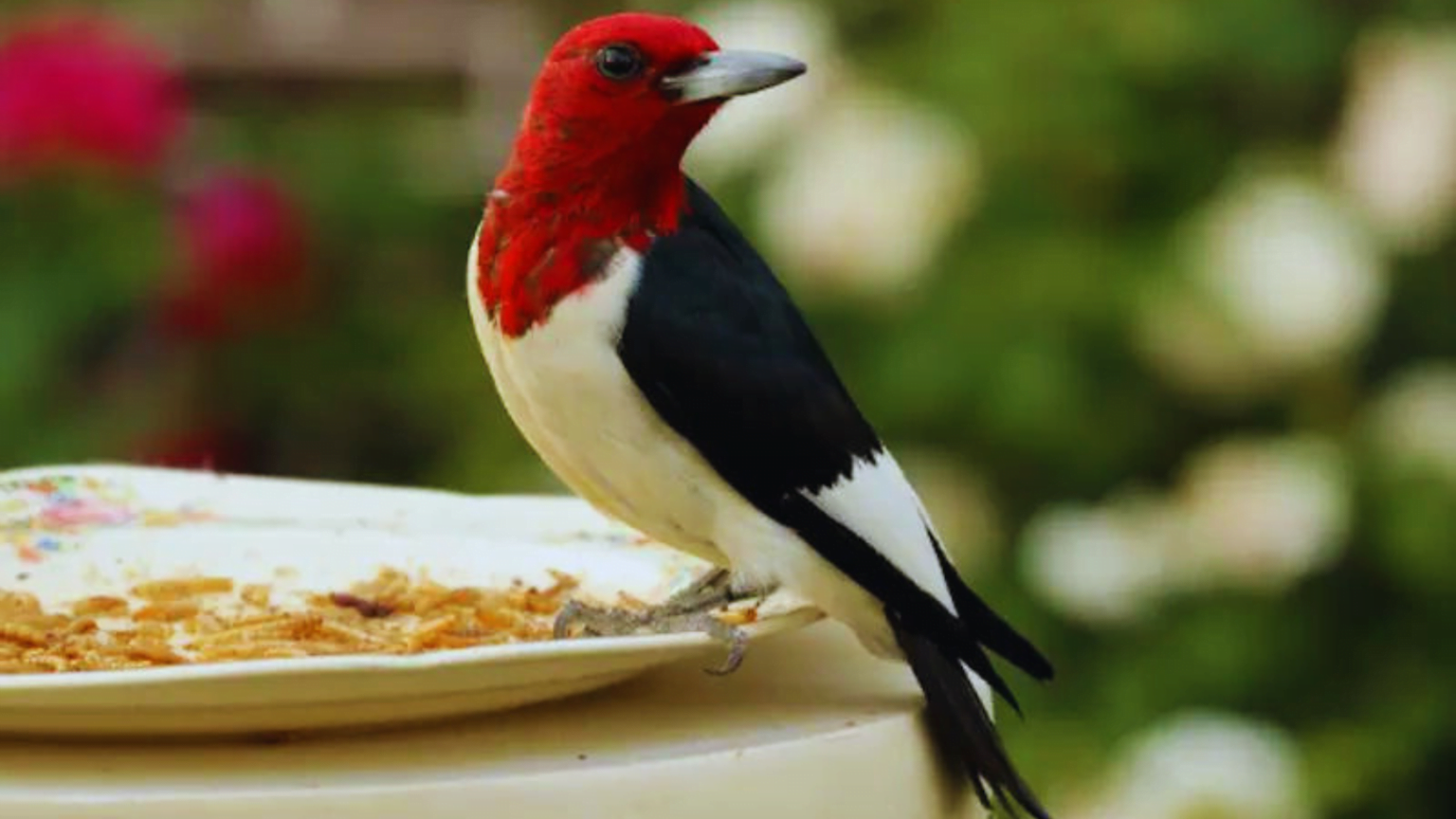 7 Surprising Facts About the Bird With Red Head! - Chirper Birds