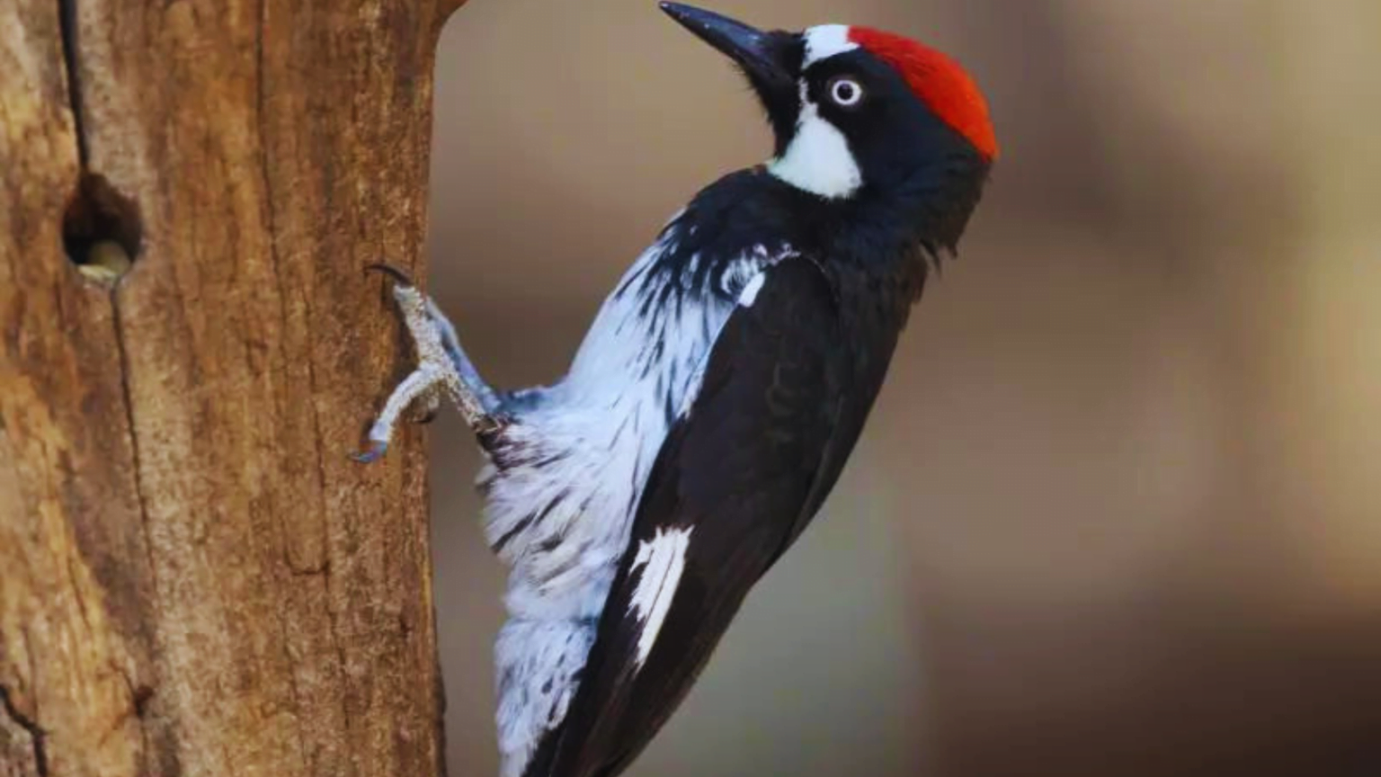 7 Surprising Facts About the Bird With Red Head! - Chirper Birds