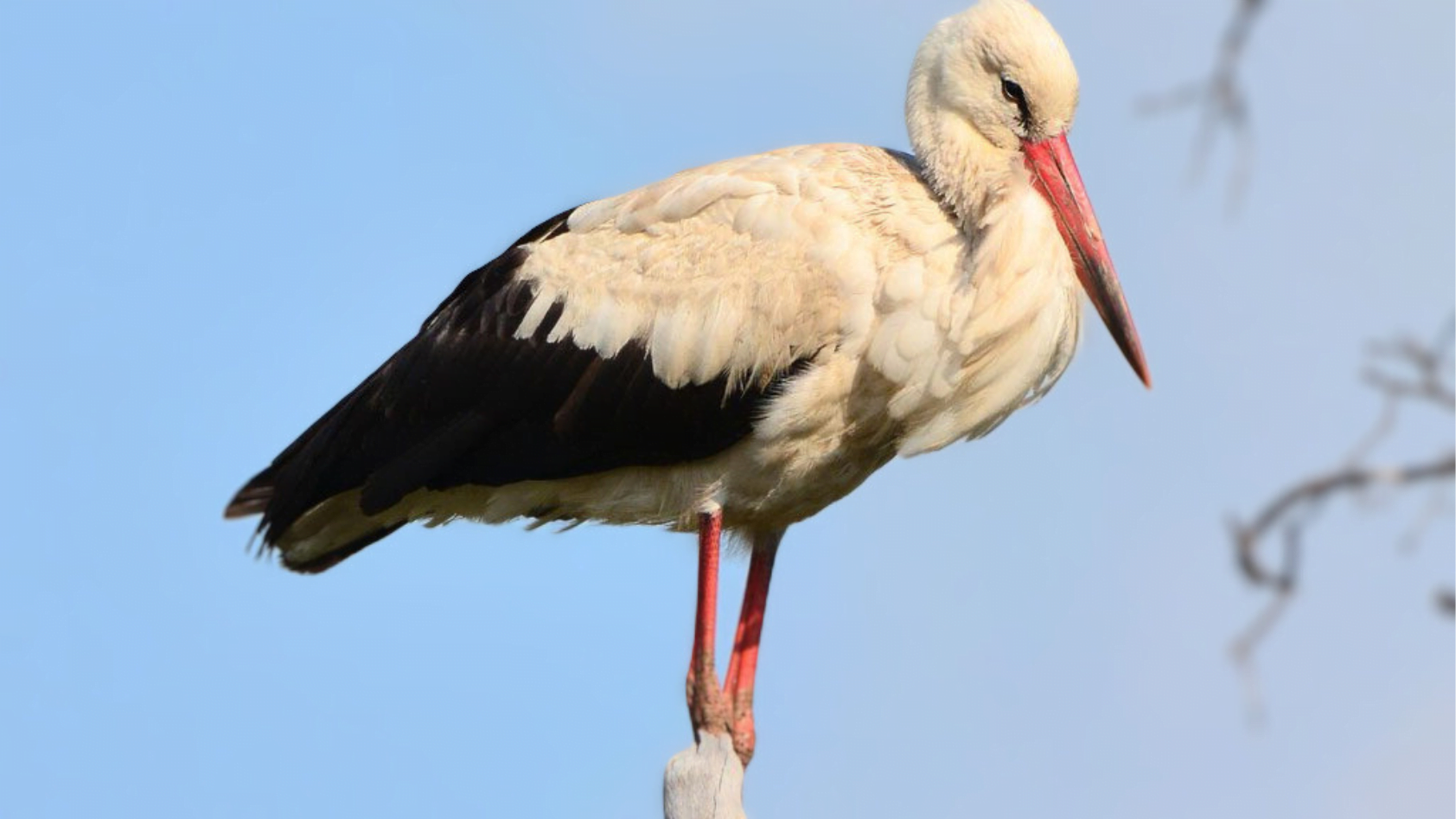 Birds That Bring Good Luck: Unveiling the 10 Mystery Birds - Chirper Birds