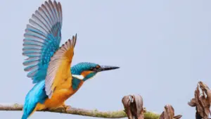 Birds That Bring Good Luck: Unveiling the 10 Mystery Birds - Chirper Birds