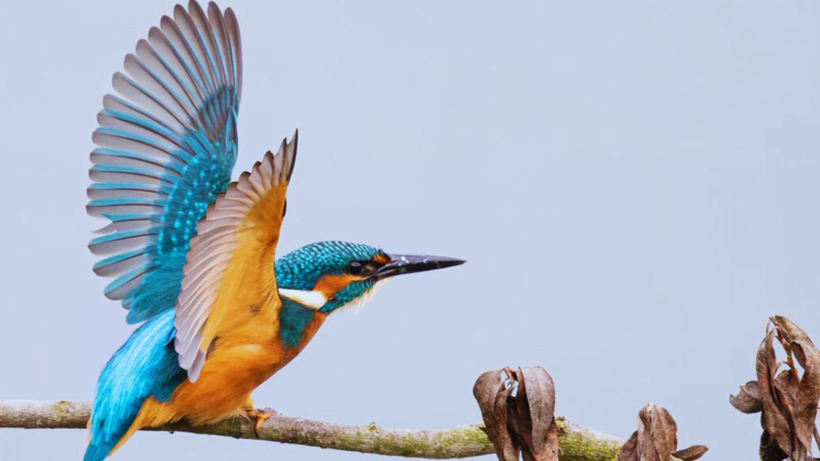 Birds That Bring Good Luck: Unveiling the 10 Mystery Birds - Chirper Birds