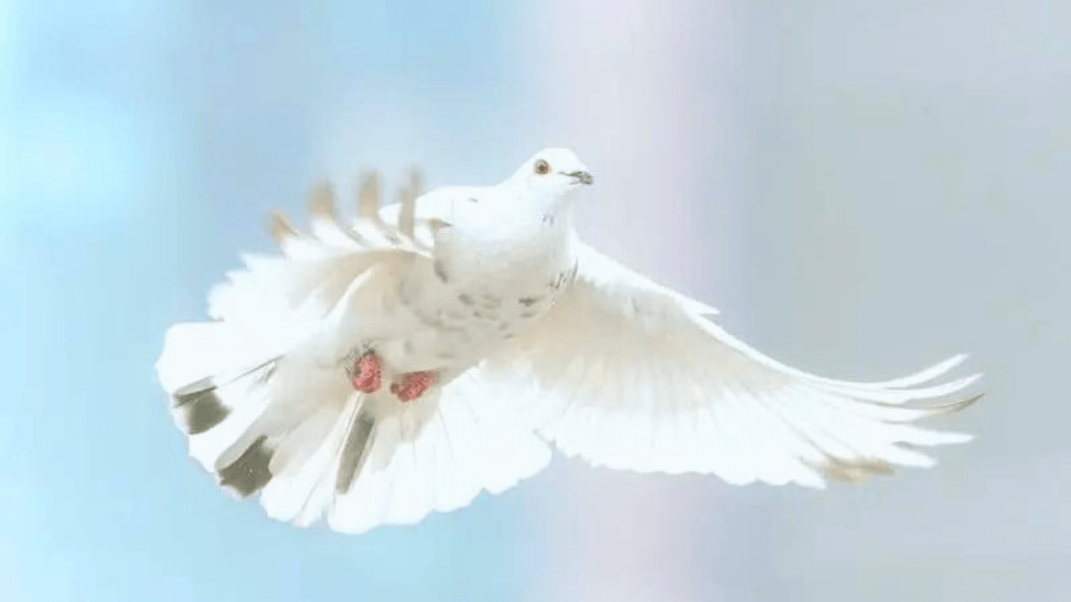 Birds That Bring Good Luck: Unveiling the 10 Mystery Birds - Chirper Birds