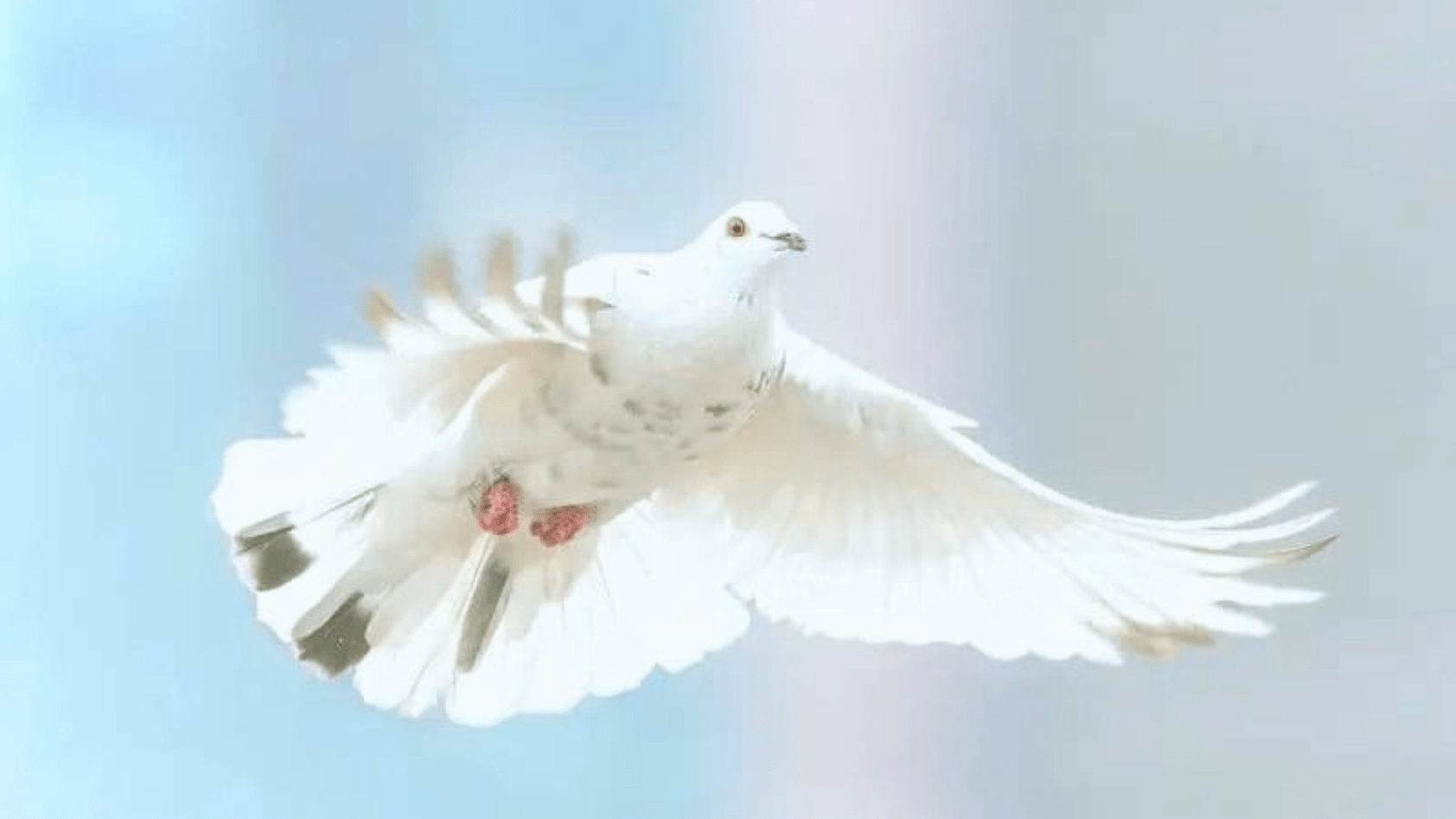 Birds That Bring Good Luck: Unveiling the 10 Mystery Birds - Chirper Birds