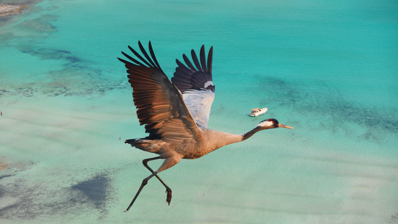 Birds That Bring Good Luck: Unveiling the 10 Mystery Birds - Chirper Birds