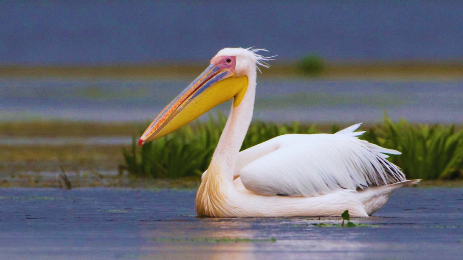Birds That Bring Good Luck: Unveiling the 10 Mystery Birds - Chirper Birds