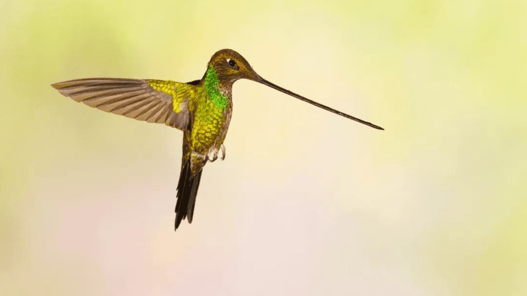 20 Amazing Birds With Long Beaks: Exploring Nature's Curiosities ...