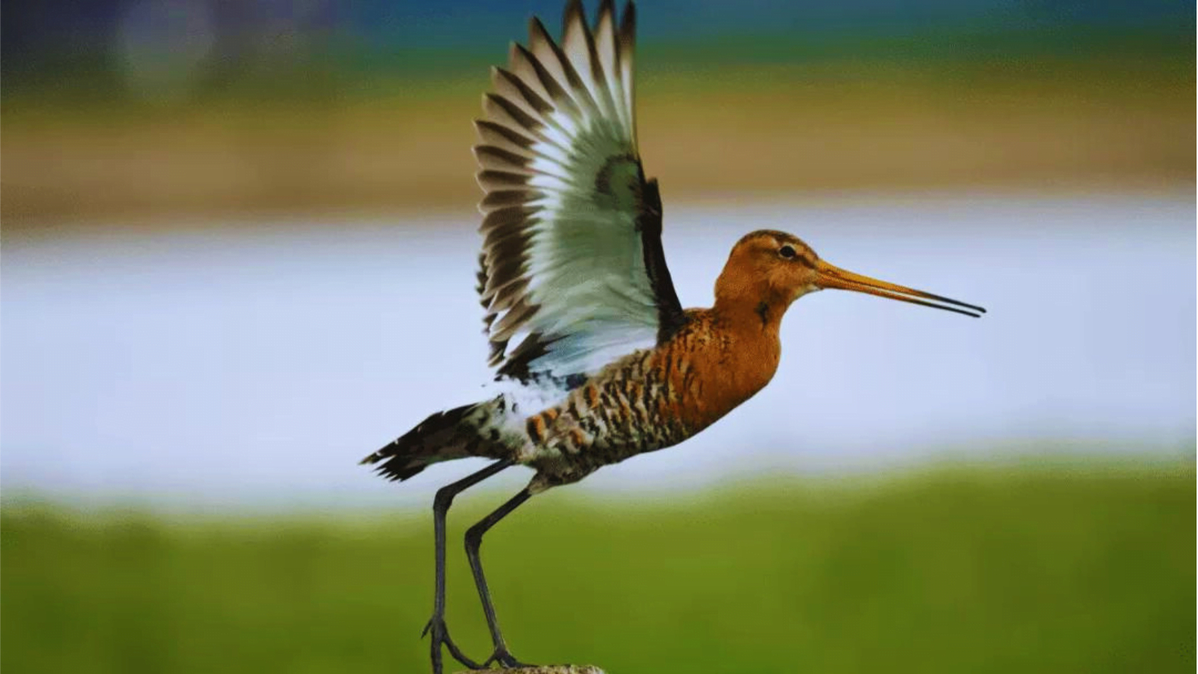 20 Amazing Birds With Long Beaks: Exploring Nature's Curiosities ...