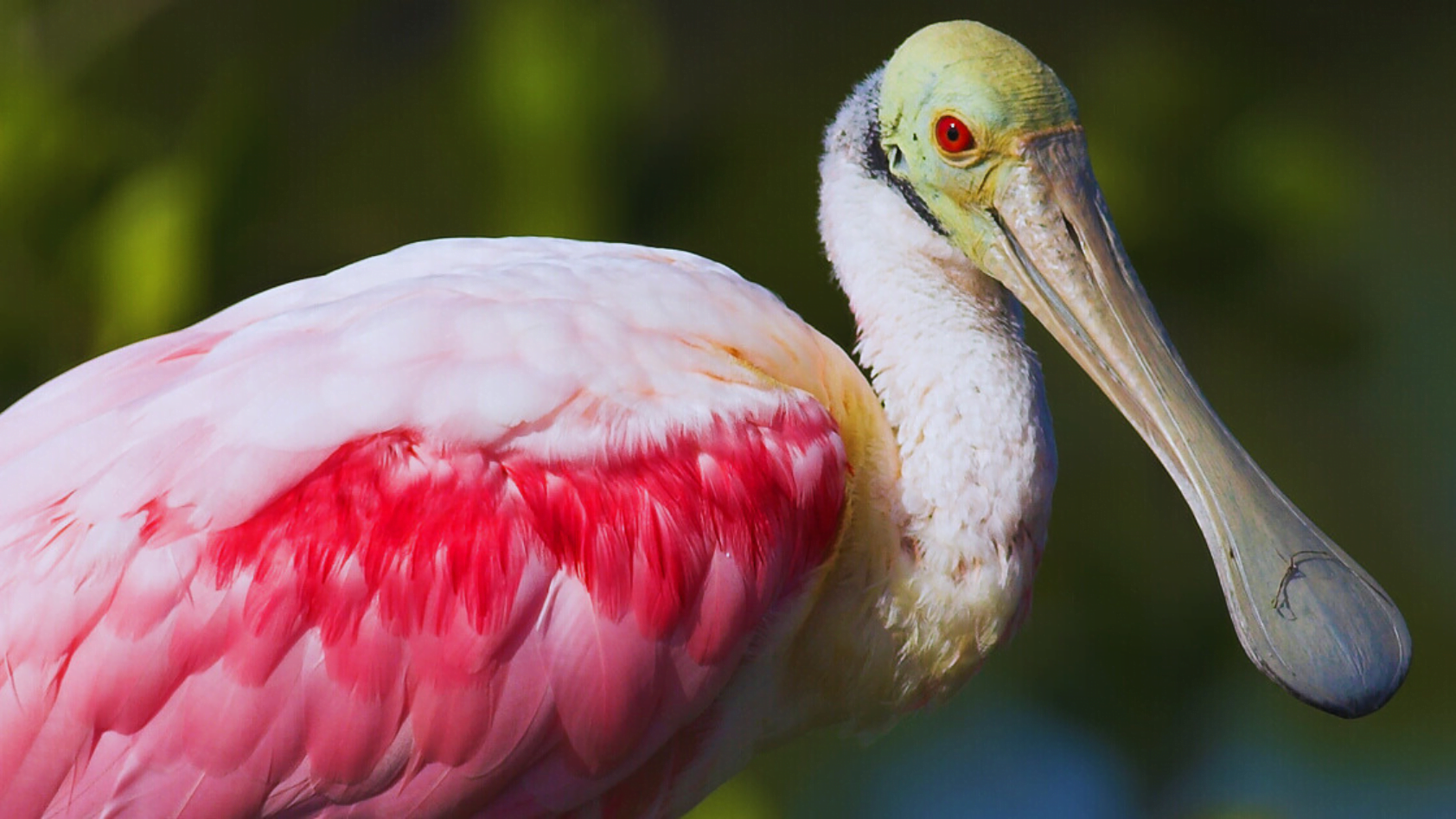 20 Amazing Birds With Long Beaks: Exploring Nature's Curiosities ...