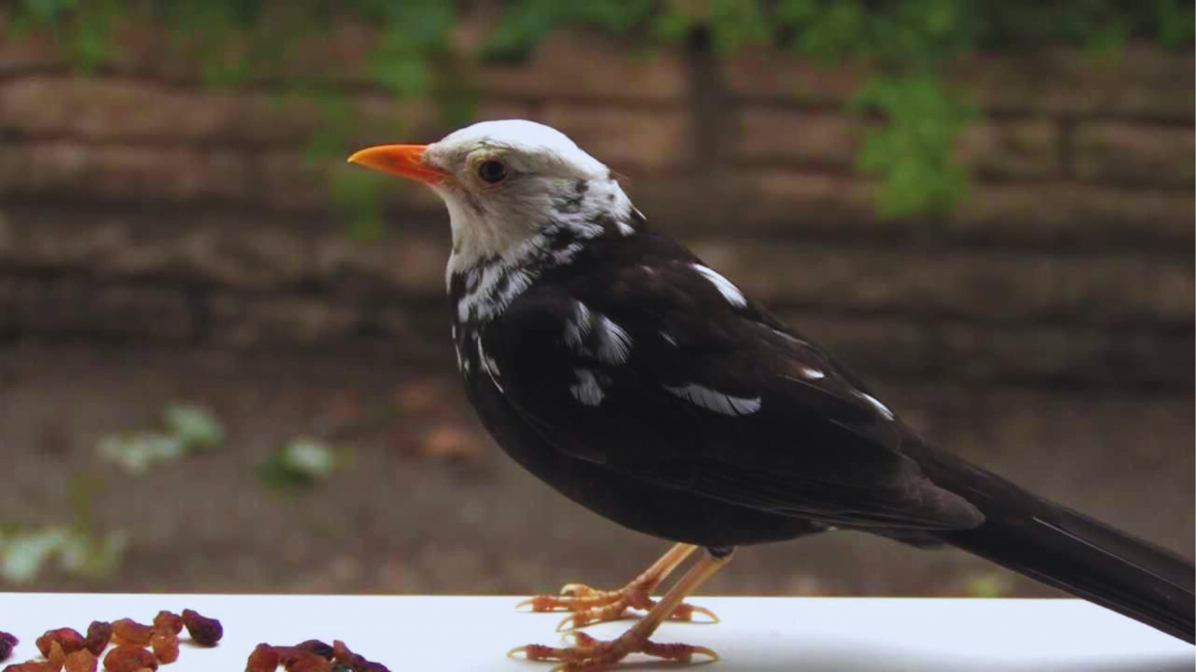 10 Fascinating Facts About the Black Bird with White Head! - Chirper Birds