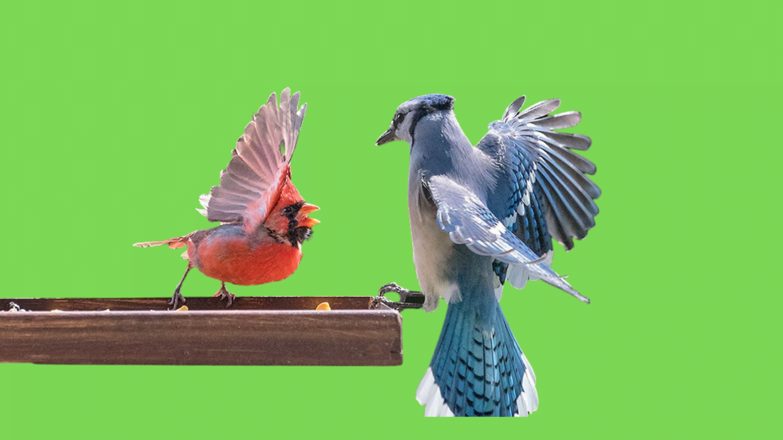 Blue Jay vs Cardinal: A Colorful Battle of 2 Birds - Chirper Birds