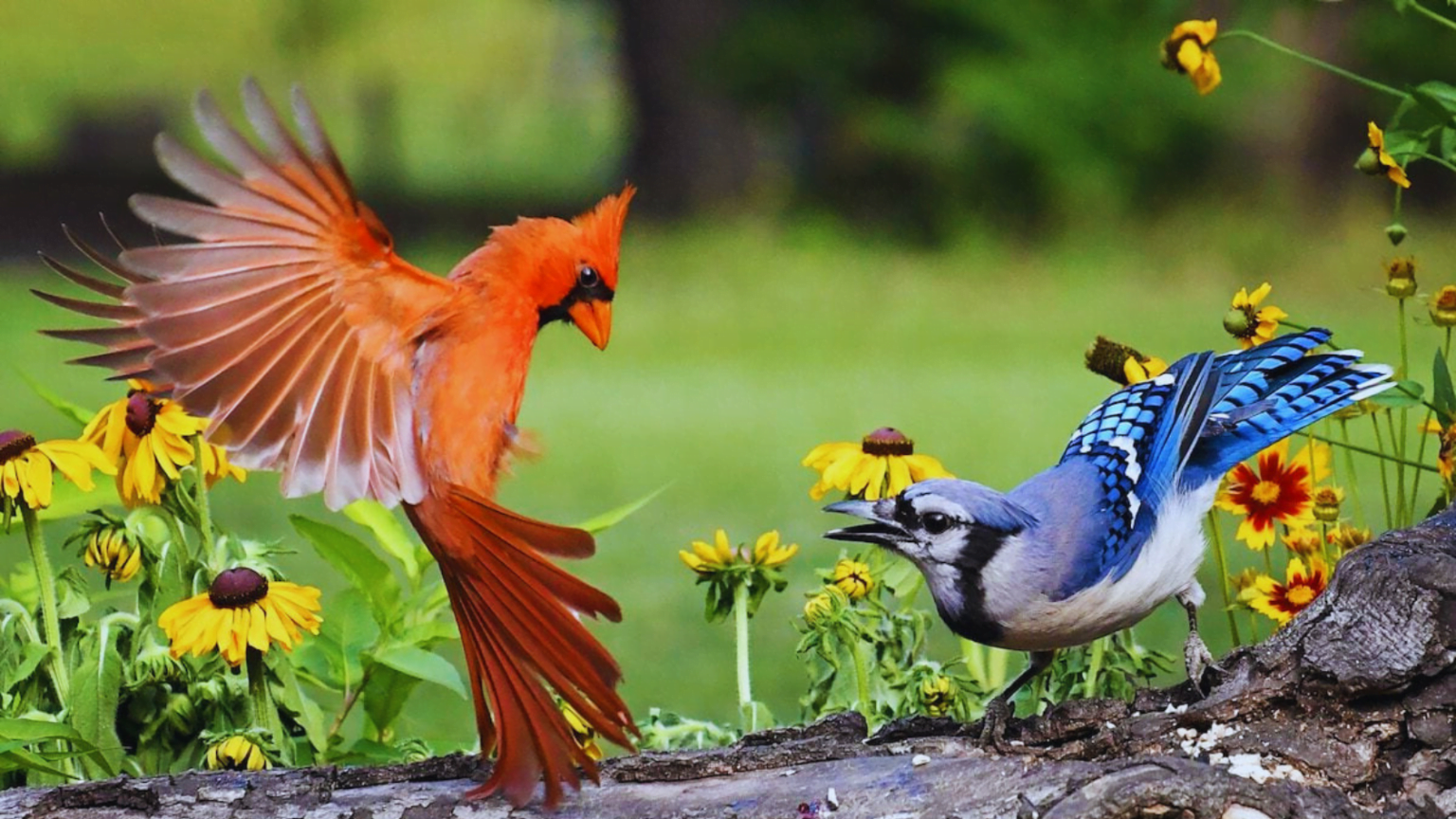 Blue Jay vs Cardinal: A Colorful Battle of 2 Birds - Chirper Birds