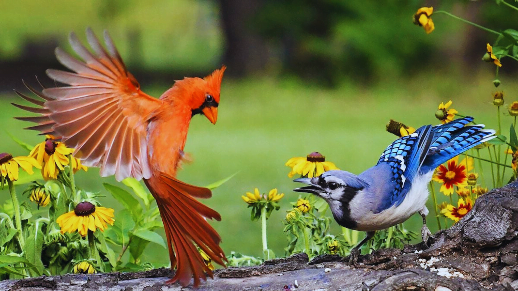 Blue Jay vs Cardinal: A Colorful Battle of 2 Birds - Chirper Birds