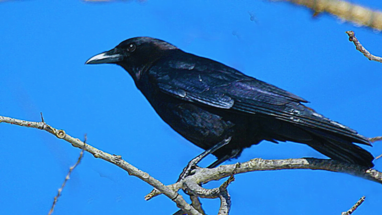 10 Fascinating Facts About Crow Number Meaning - Chirper Birds