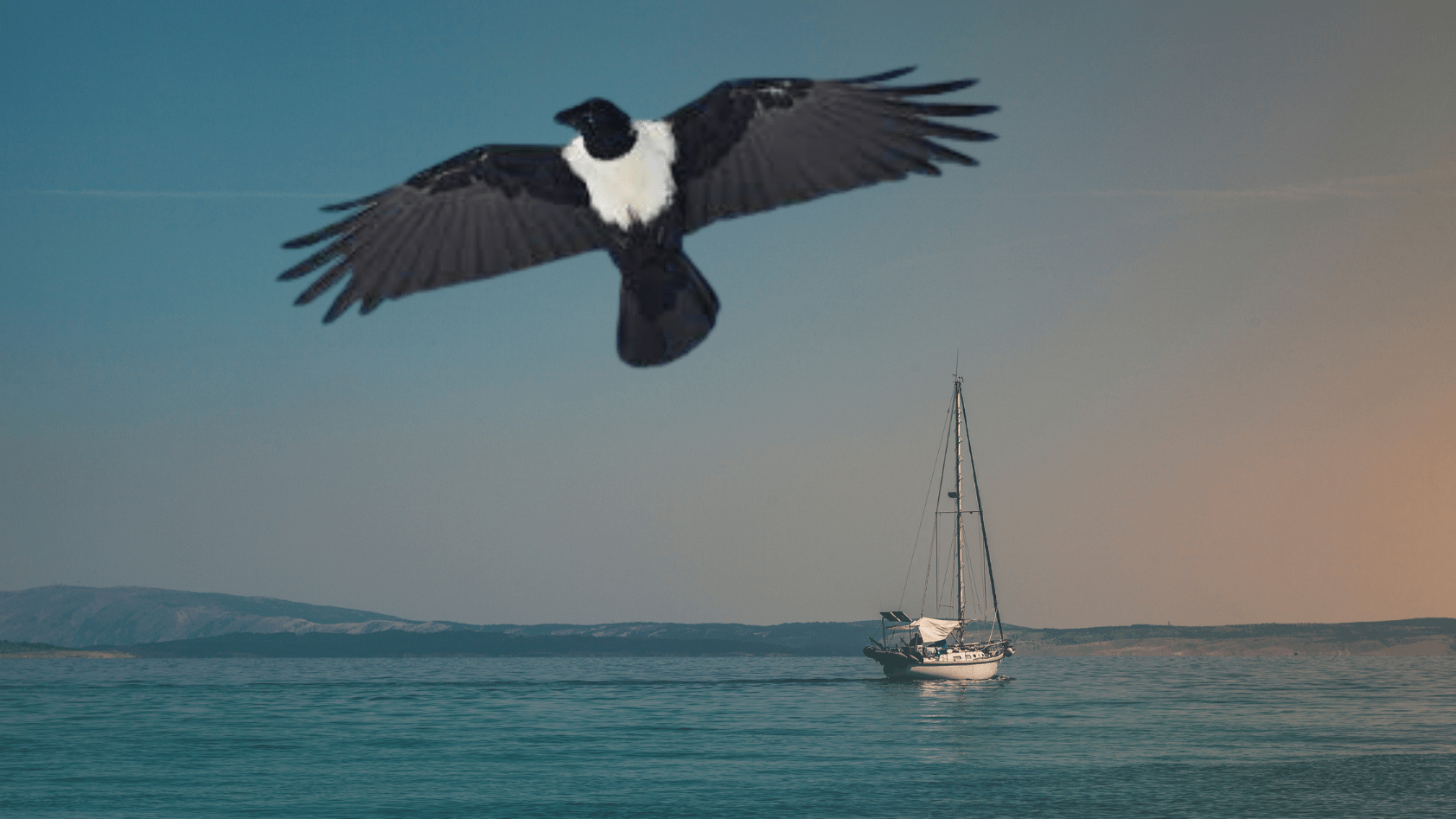 10 Fascinating Facts About Crow Number Meaning - Chirper Birds