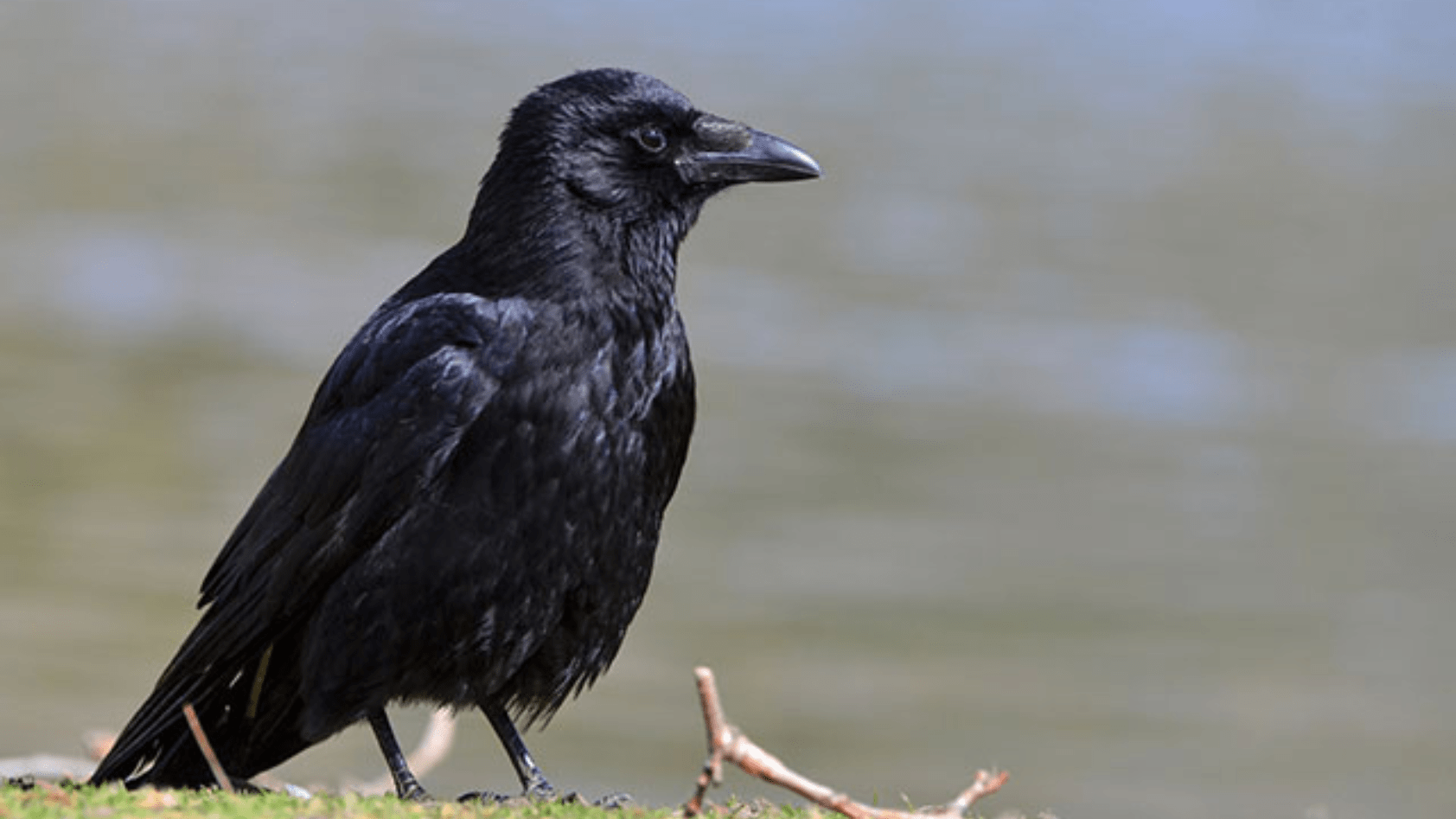 10 Fascinating Facts About Crow Number Meaning - Chirper Birds