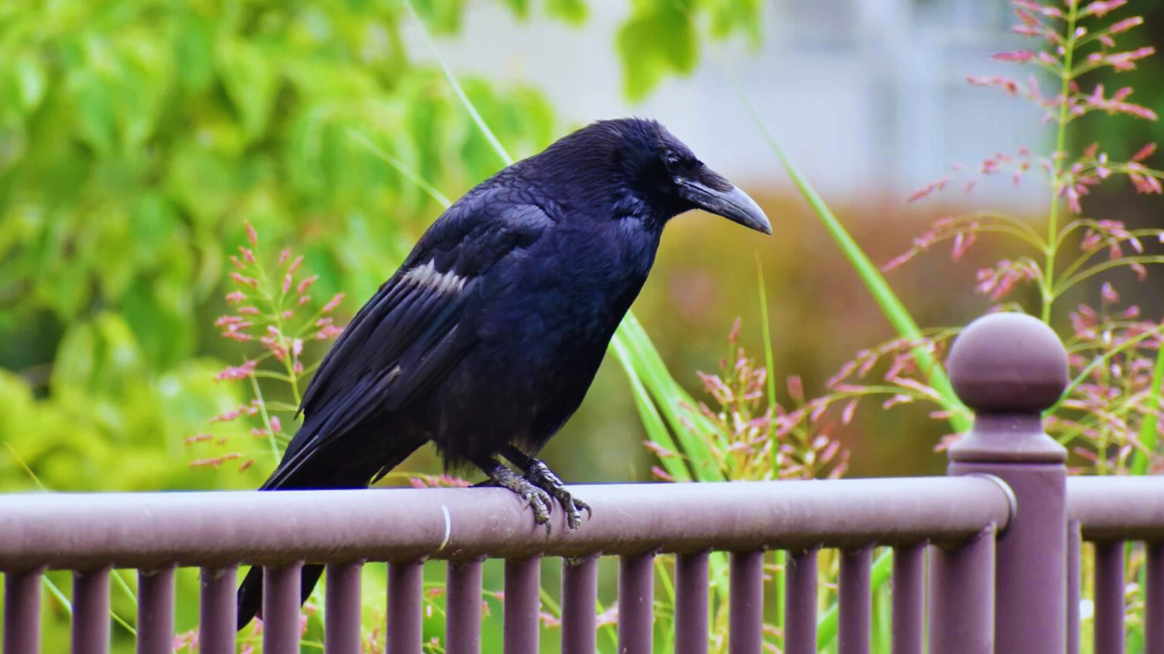 10 Fascinating Facts About Crow Number Meaning - Chirper Birds