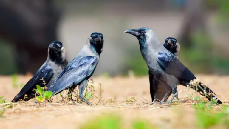 10 Fascinating Facts About Crow Number Meaning - Chirper Birds
