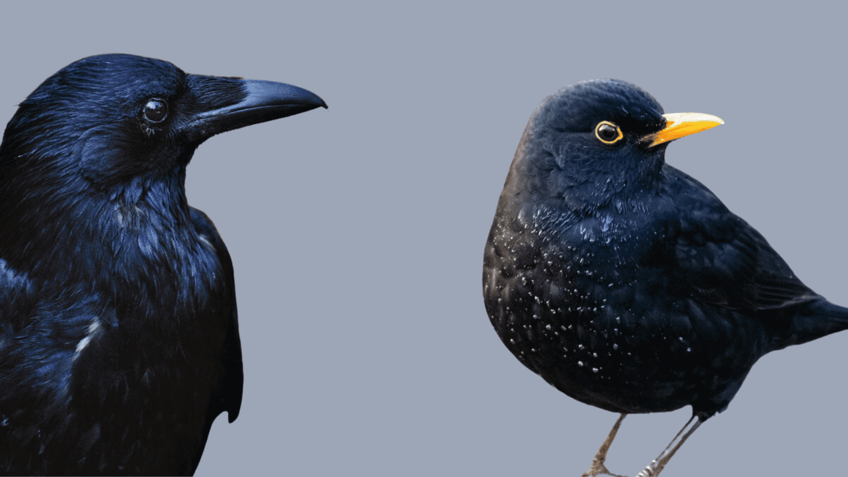 The Great Battle in 2023: Crow vs Blackbird Revealed - Chirper Birds