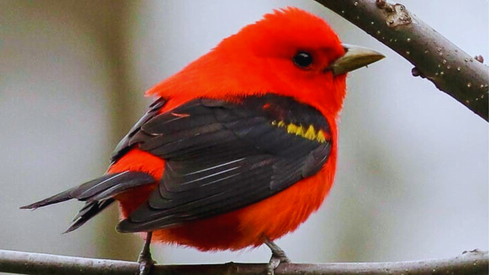 10 Astonishing Facts About the Black Winged Red Bird! - Chirper Birds