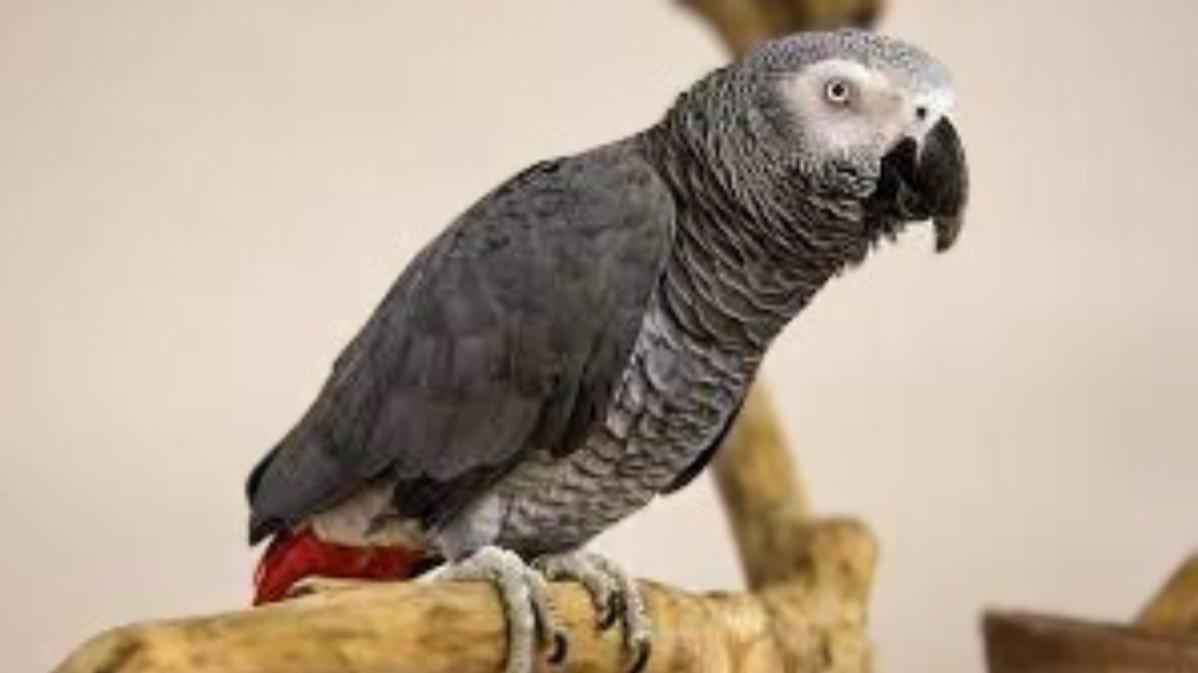 7 Rare African Bird Species That Will Leave You Speechless! - Chirper Birds