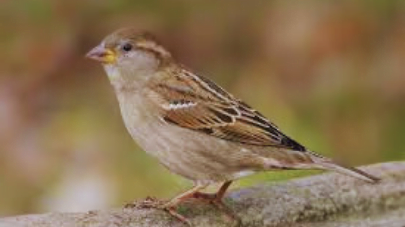 Female House Finches vs. Sparrows: Which is the Better Bird? - Chirper ...