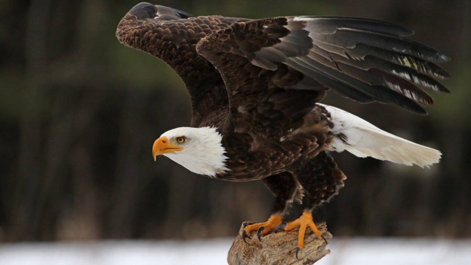 5 Fascinating Facts About Florida Birds of Prey - Chirper Birds