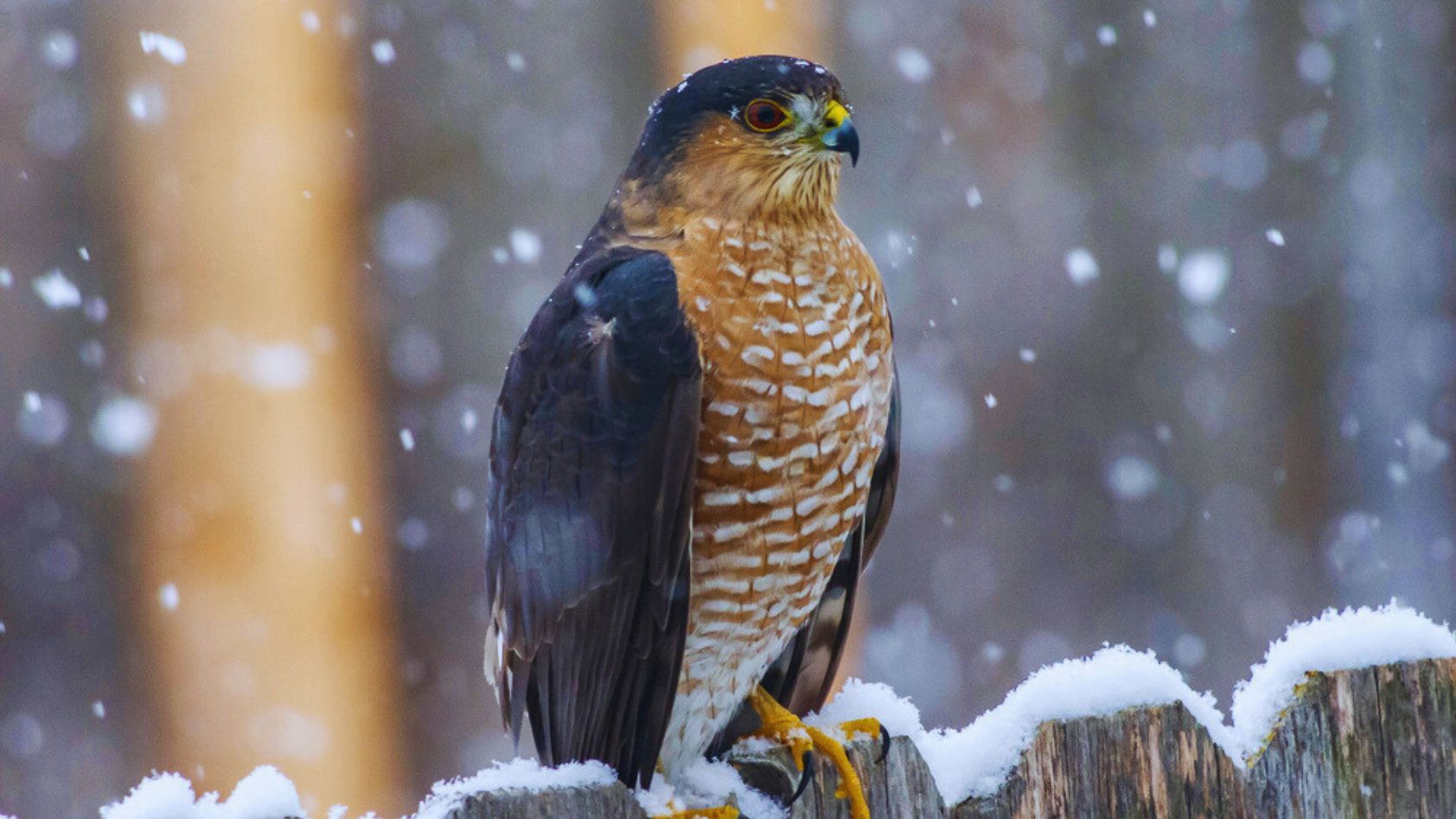 5 Fascinating Facts About Florida Birds of Prey - Chirper Birds