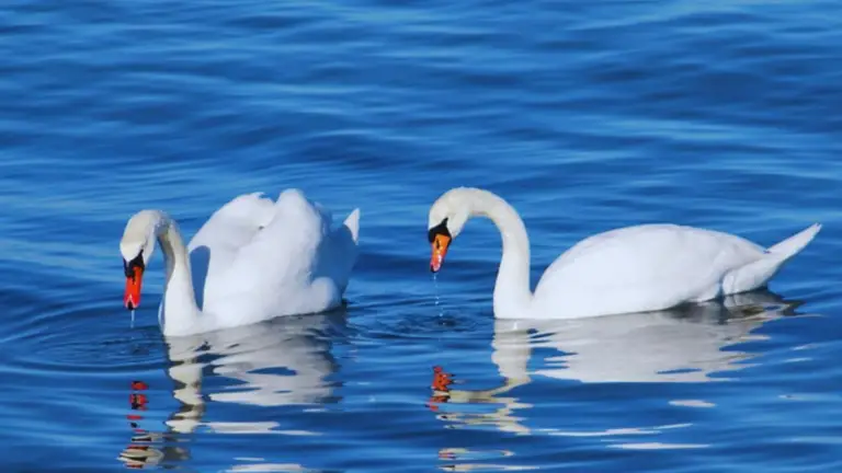 7 Astonishing Facts About a Group of Swans! - Chirper Birds