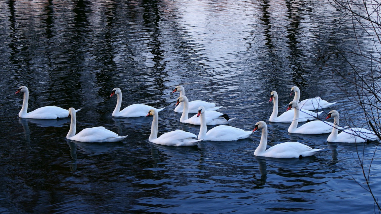 7 Astonishing Facts About a Group of Swans! - Chirper Birds