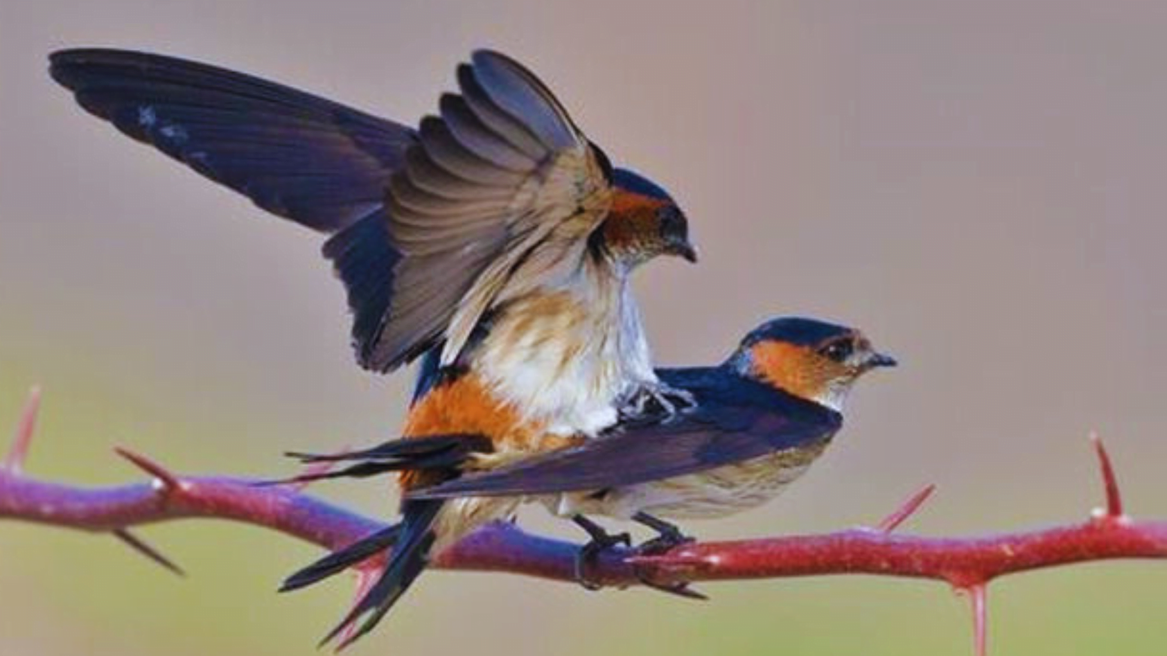 5 Fascinating Facts About How Do Birds Kiss! - Chirper Birds