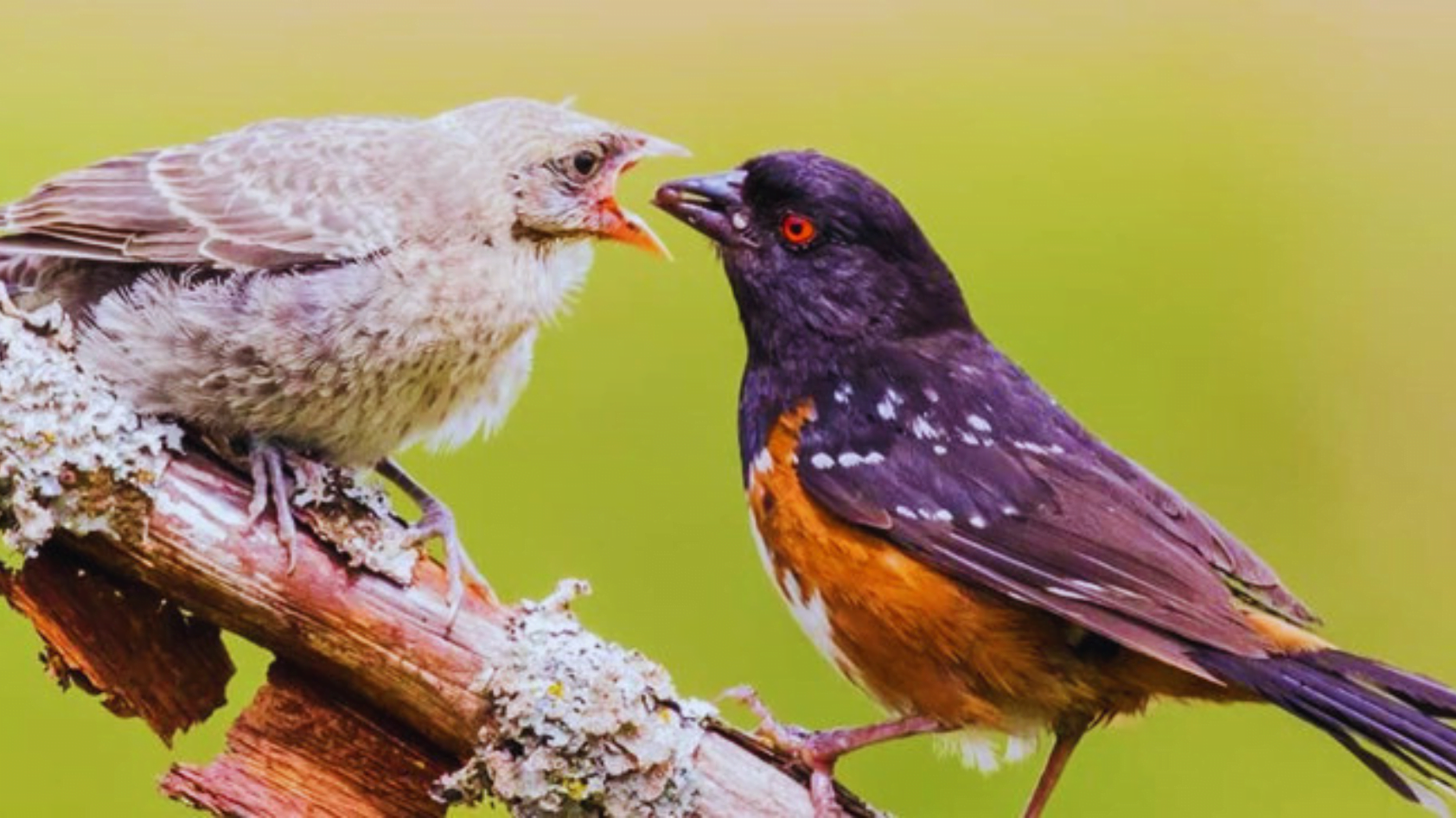 How Long Do Birds Stay In The Nest? A Fascinating Journey To ...
