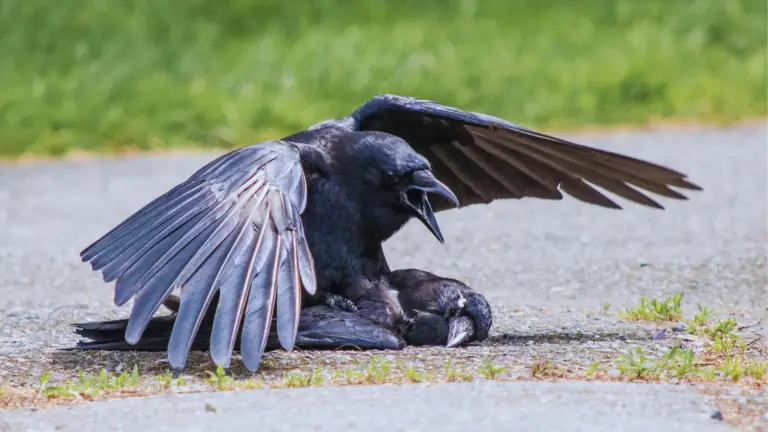 10 Fascinating Facts About the Life Span of Crows! - Chirper Birds