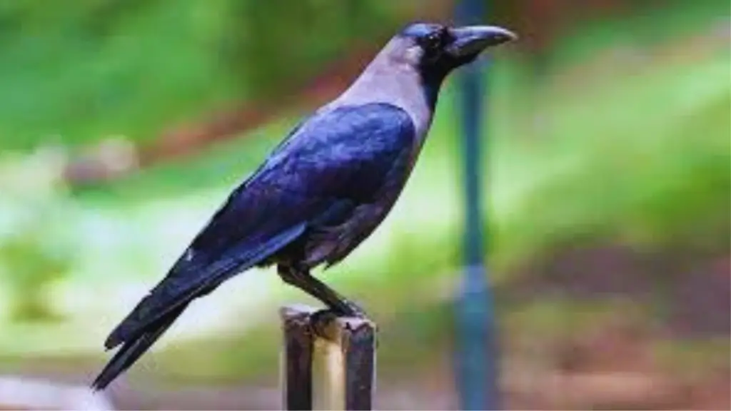 10 Fascinating Facts About the Life Span of Crows! - Chirper Birds