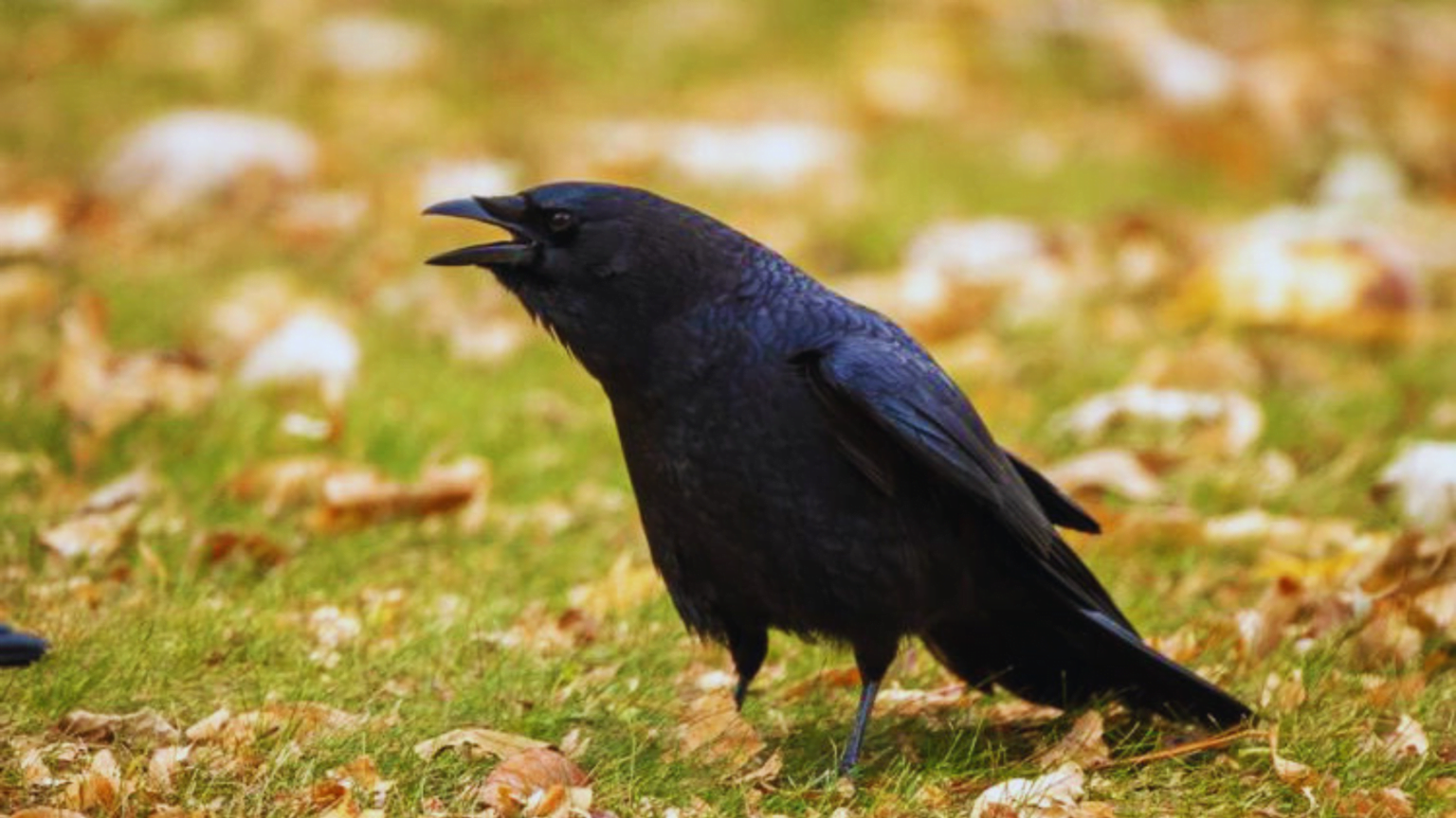 10 Fascinating Facts About the Life Span of Crows! - Chirper Birds