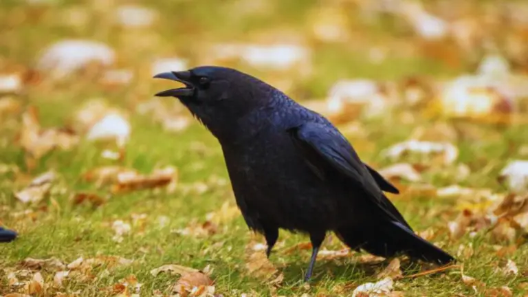 10 Fascinating Facts About the Life Span of Crows! - Chirper Birds