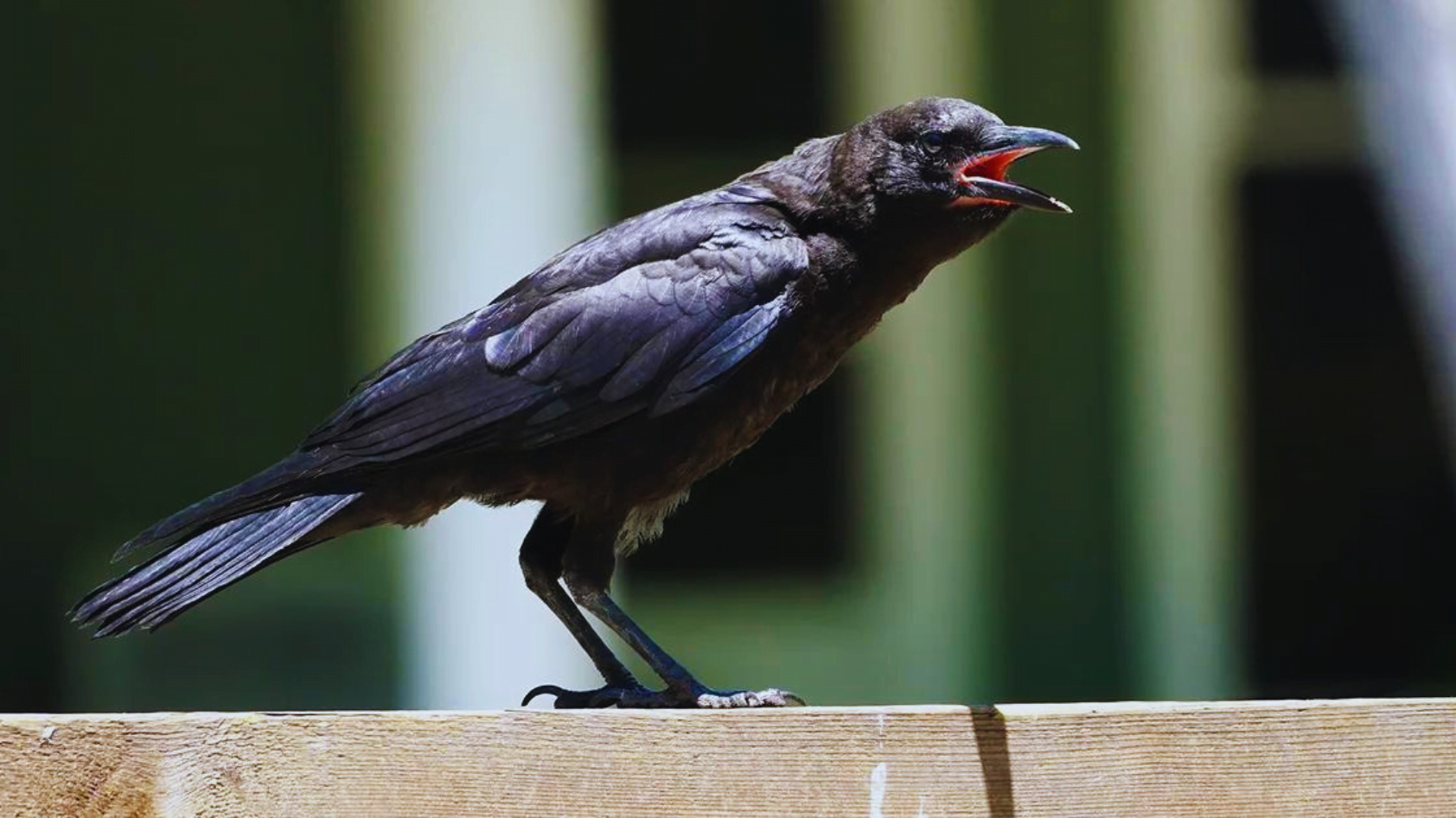 10 Fascinating Facts About the Life Span of Crows! - Chirper Birds