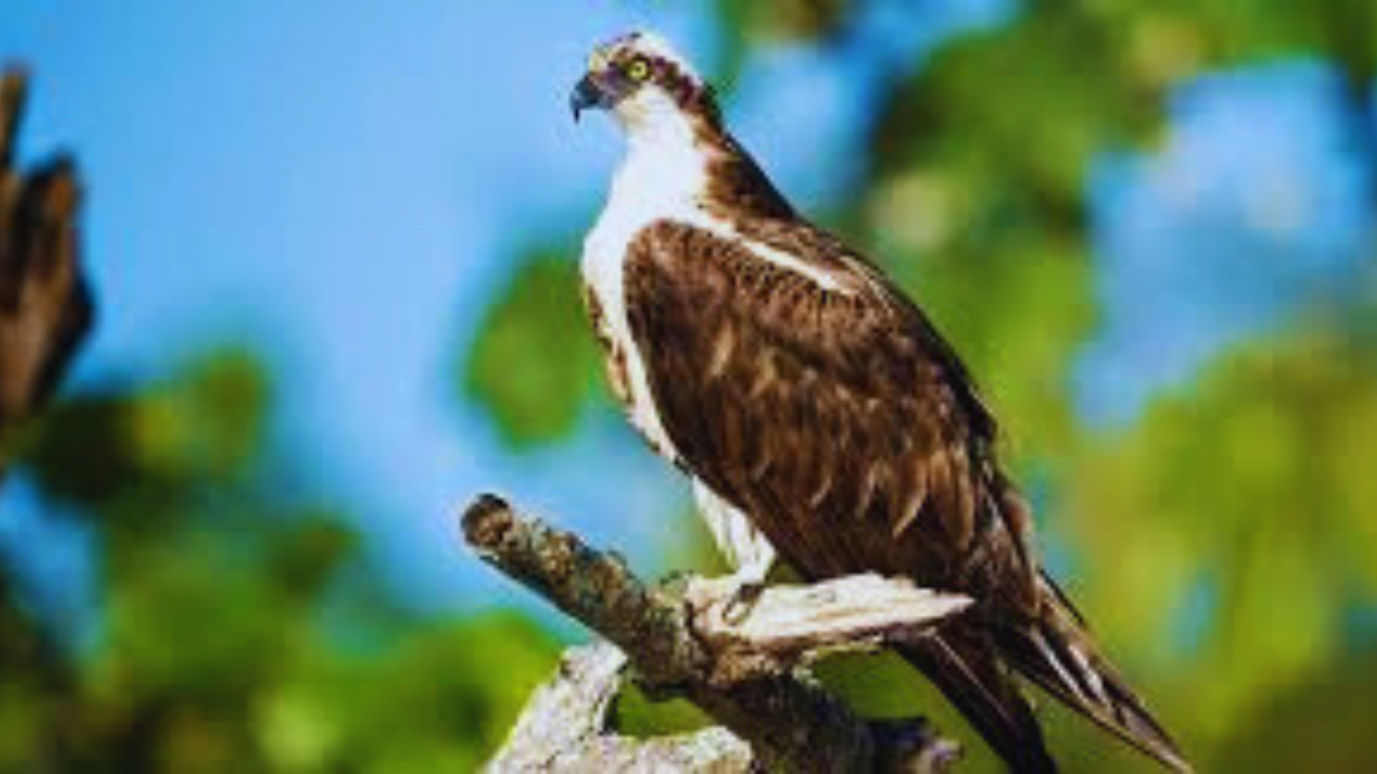 10 Beautiful Long Island Birds You Shouldn't Miss! - Chirper Birds