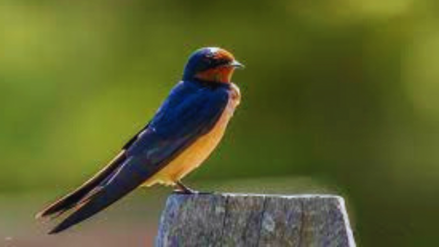 7 Fascinating Reasons Why Do Owls Hoot at Night! - Chirper Birds