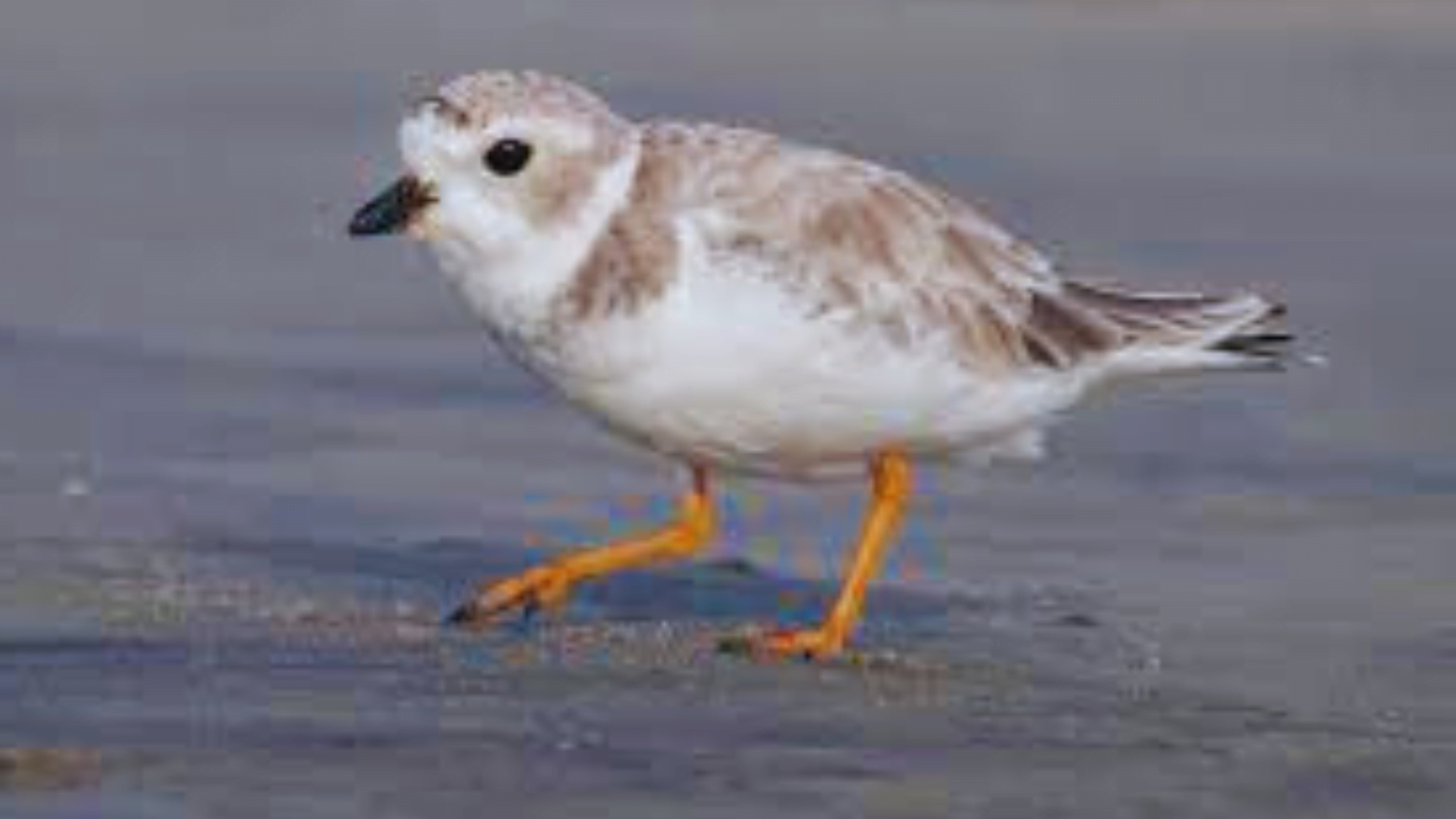 10 Beautiful Long Island Birds You Shouldn't Miss! - Chirper Birds