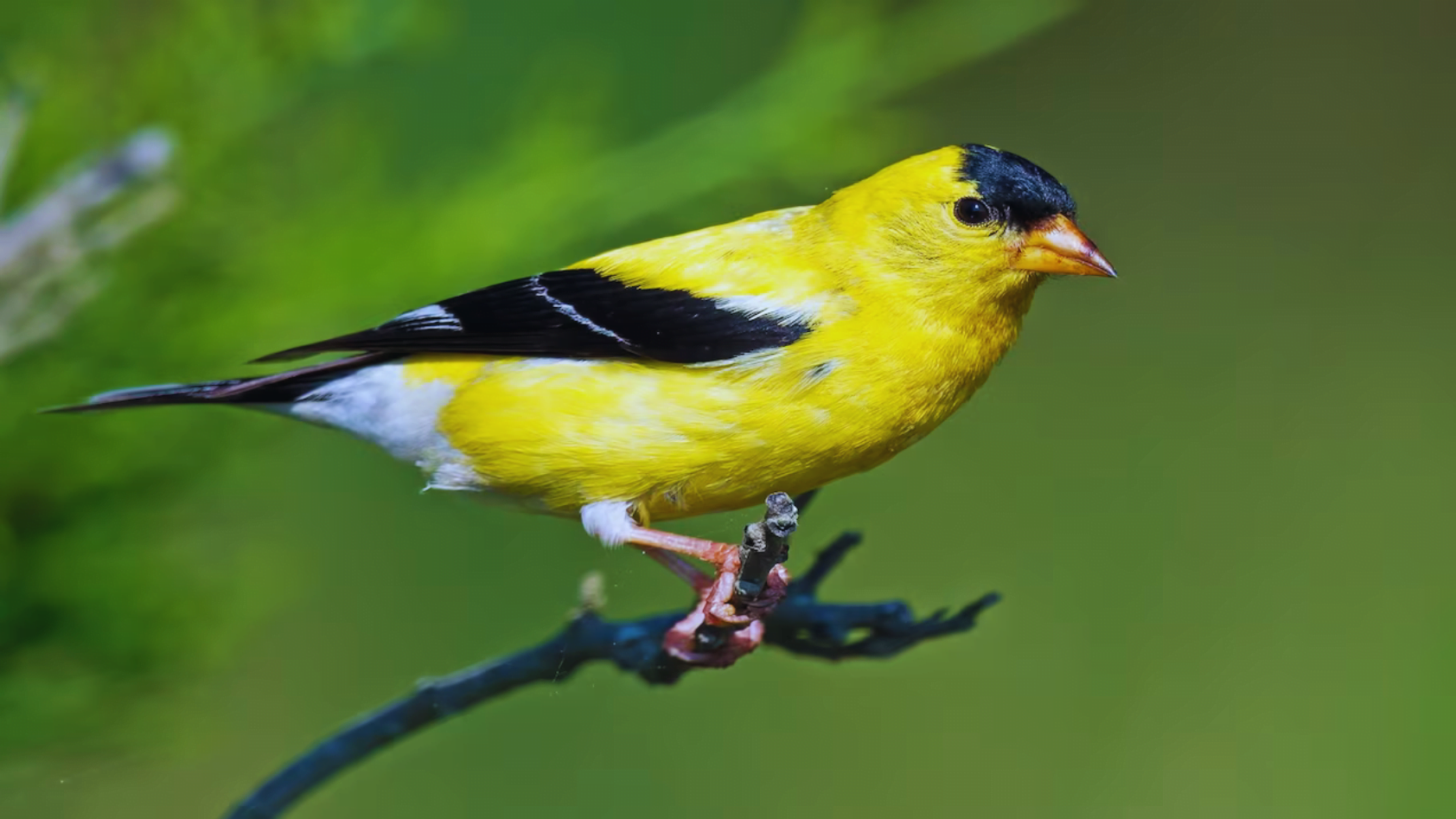 10 Beautiful Long Island Birds You Shouldn't Miss! - Chirper Birds