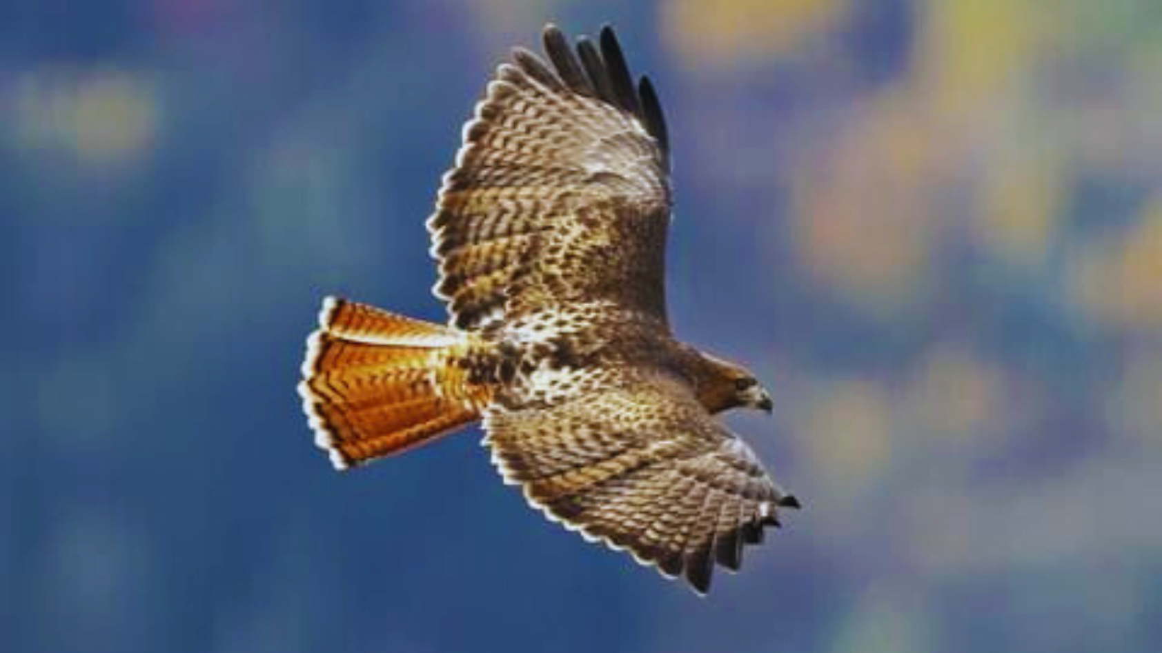 10 Beautiful Long Island Birds You Shouldn't Miss! - Chirper Birds