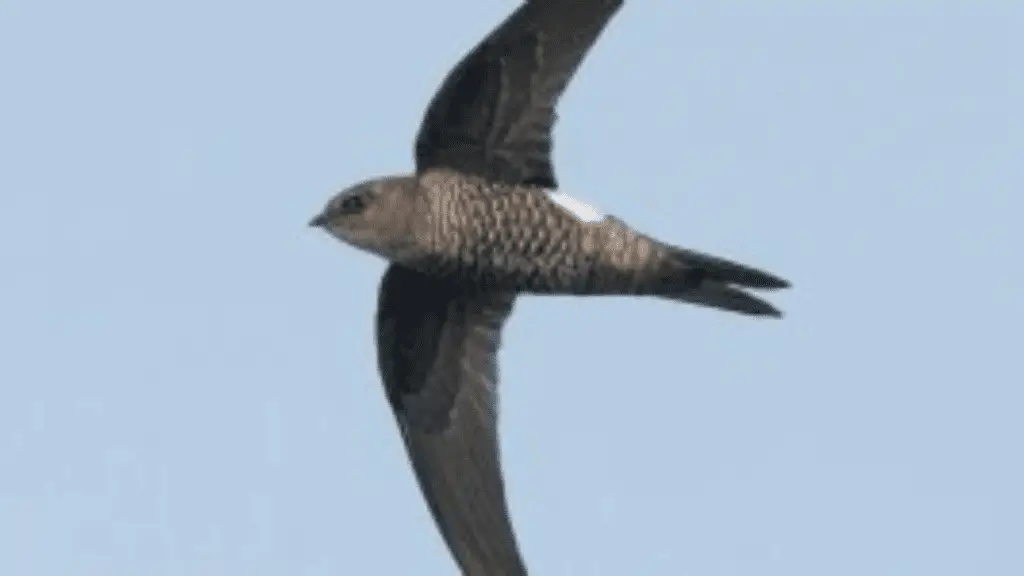 Mysterious Urutau Bird: 10 Astonishing Facts! - Chirper Birds