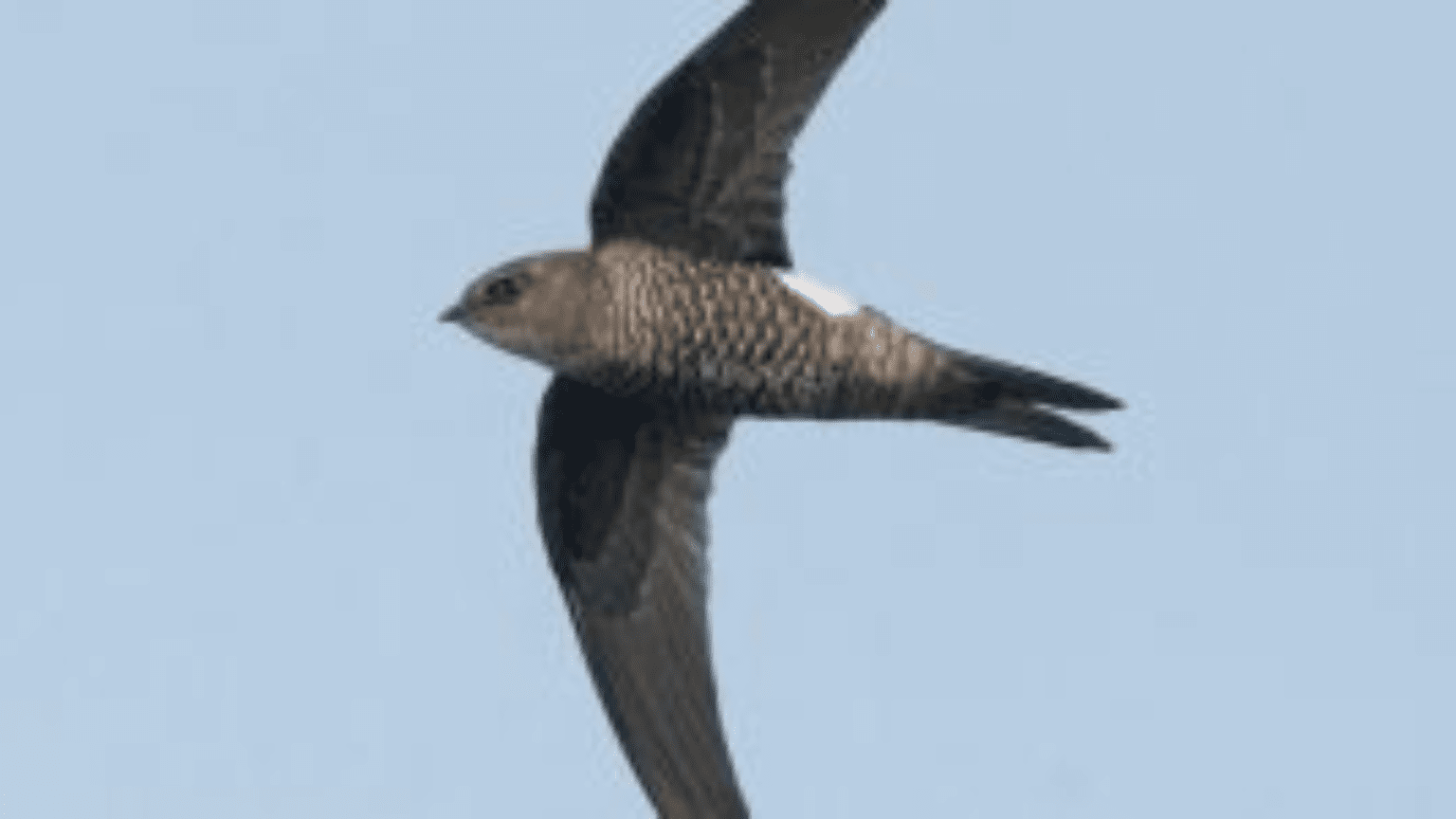 Mysterious Urutau Bird: 10 Astonishing Facts! - Chirper Birds