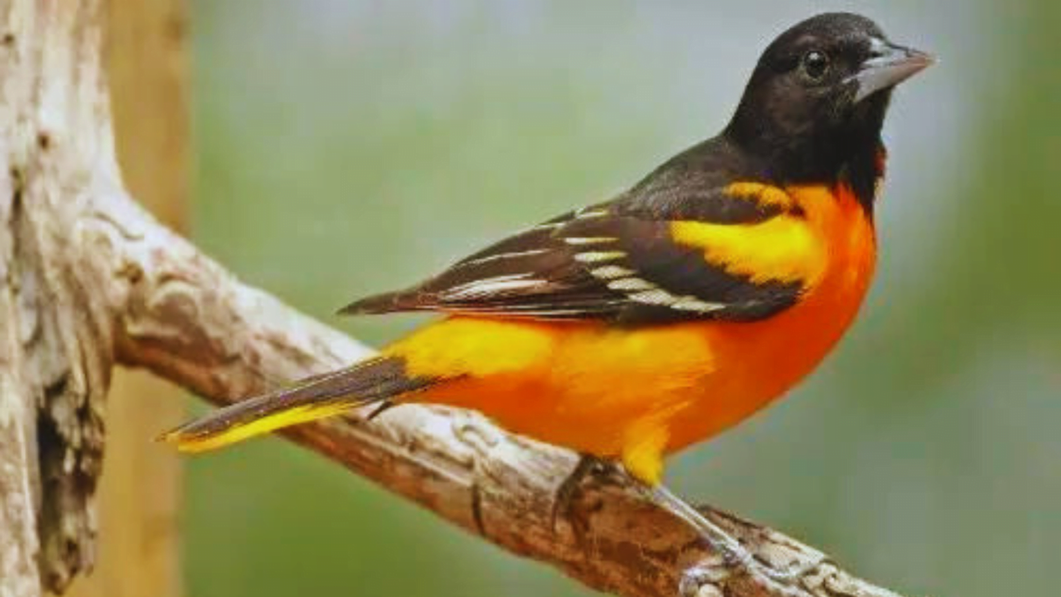 Discover the Beauty of the Orange and Black Bird - 10 Fascinating Facts ...