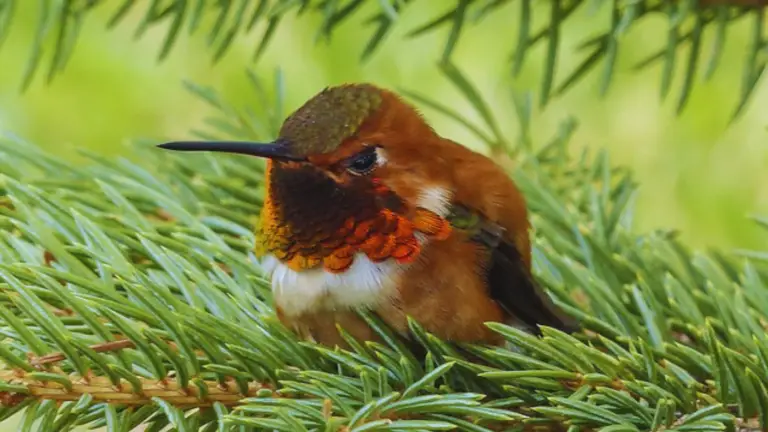 Discover the Fascinating World of Small Birds with Long Beaks ...
