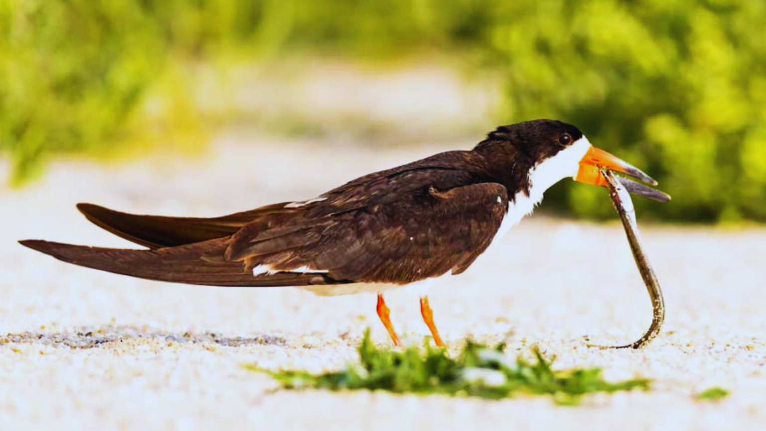 Discover the Fascinating World of Small Birds with Long Beaks ...