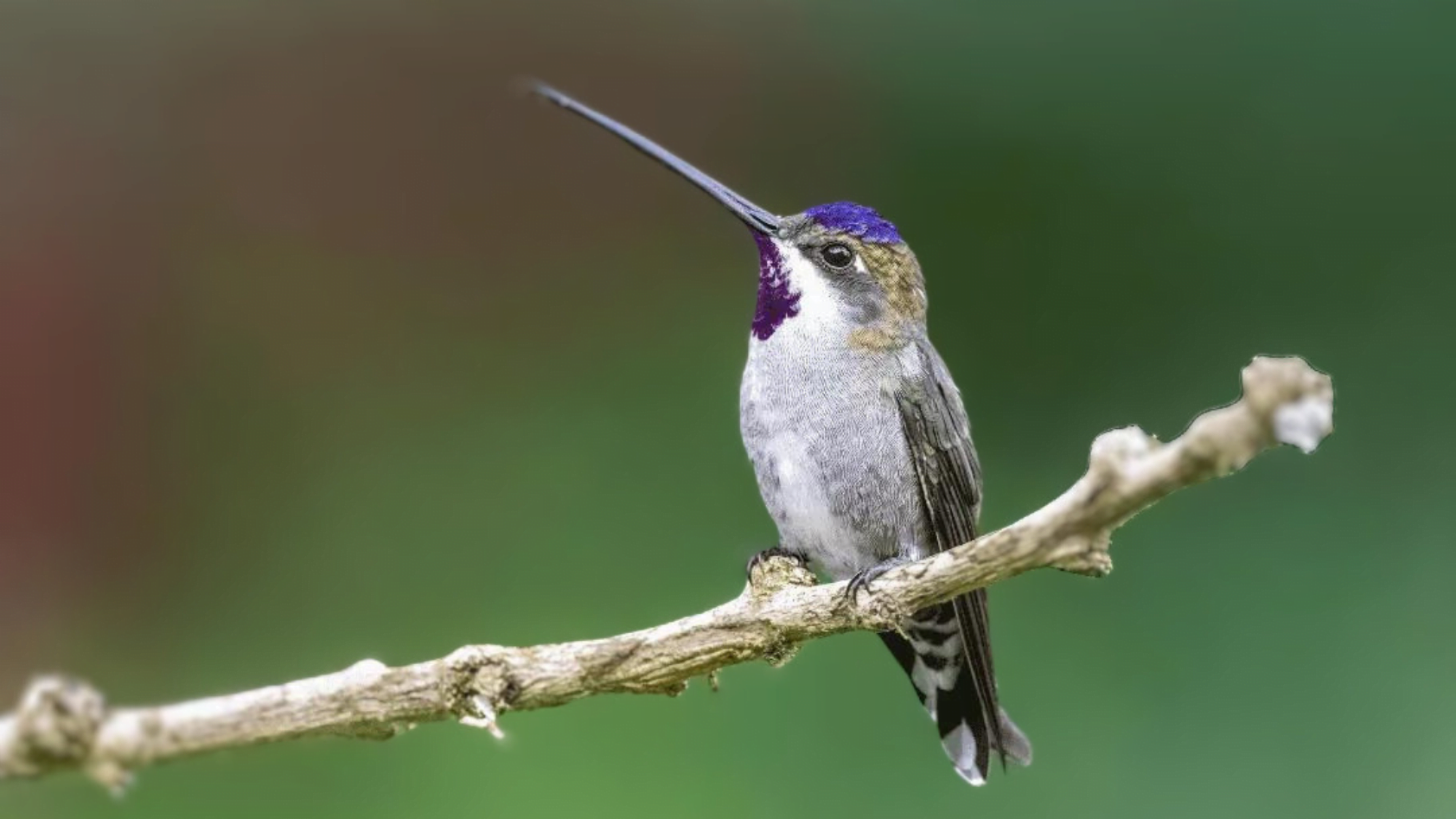 Discover the Fascinating World of Small Birds with Long Beaks ...