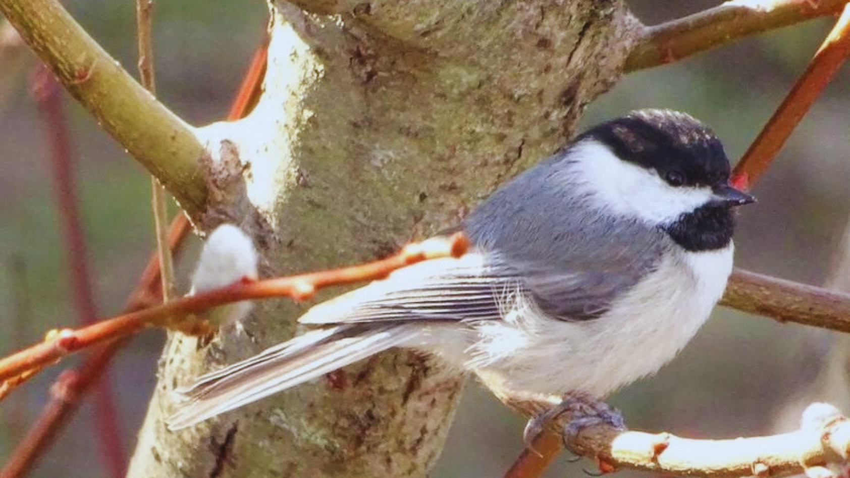 Discover the Charming Small Gray Birds with White Bellies | A Guide ...