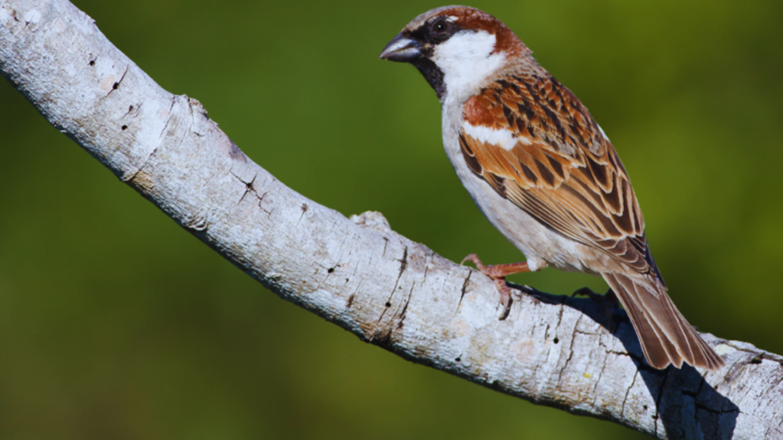 Sparrow Lifespan: 7 Fascinating Facts - Chirper Birds